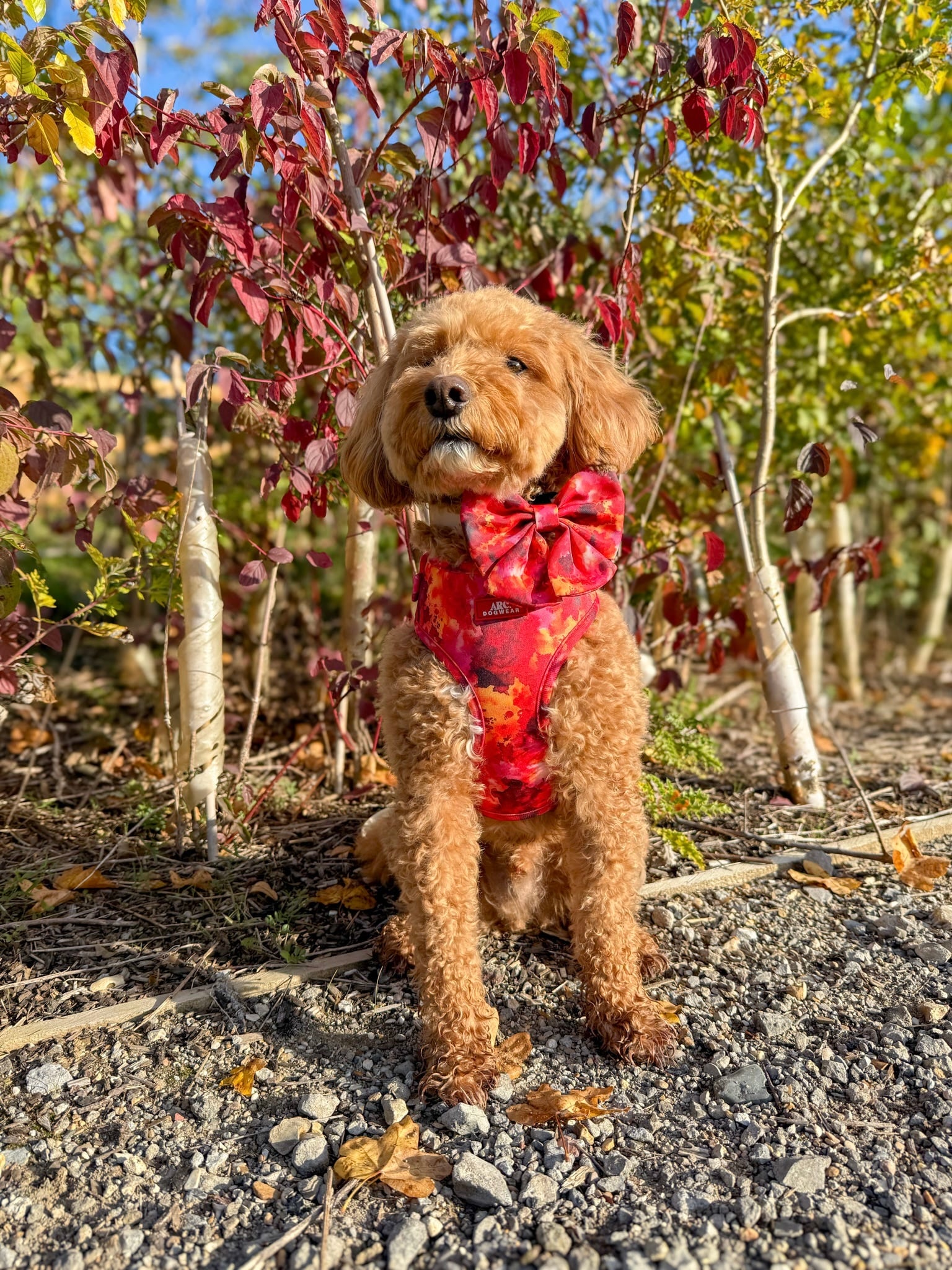 Ember Adjustable Harness – ARC. Dogwear